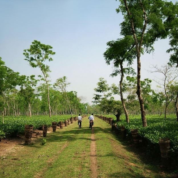 Assam vs. Ceylon Breakfast Tea: What’s The Difference? | JING Tea ...