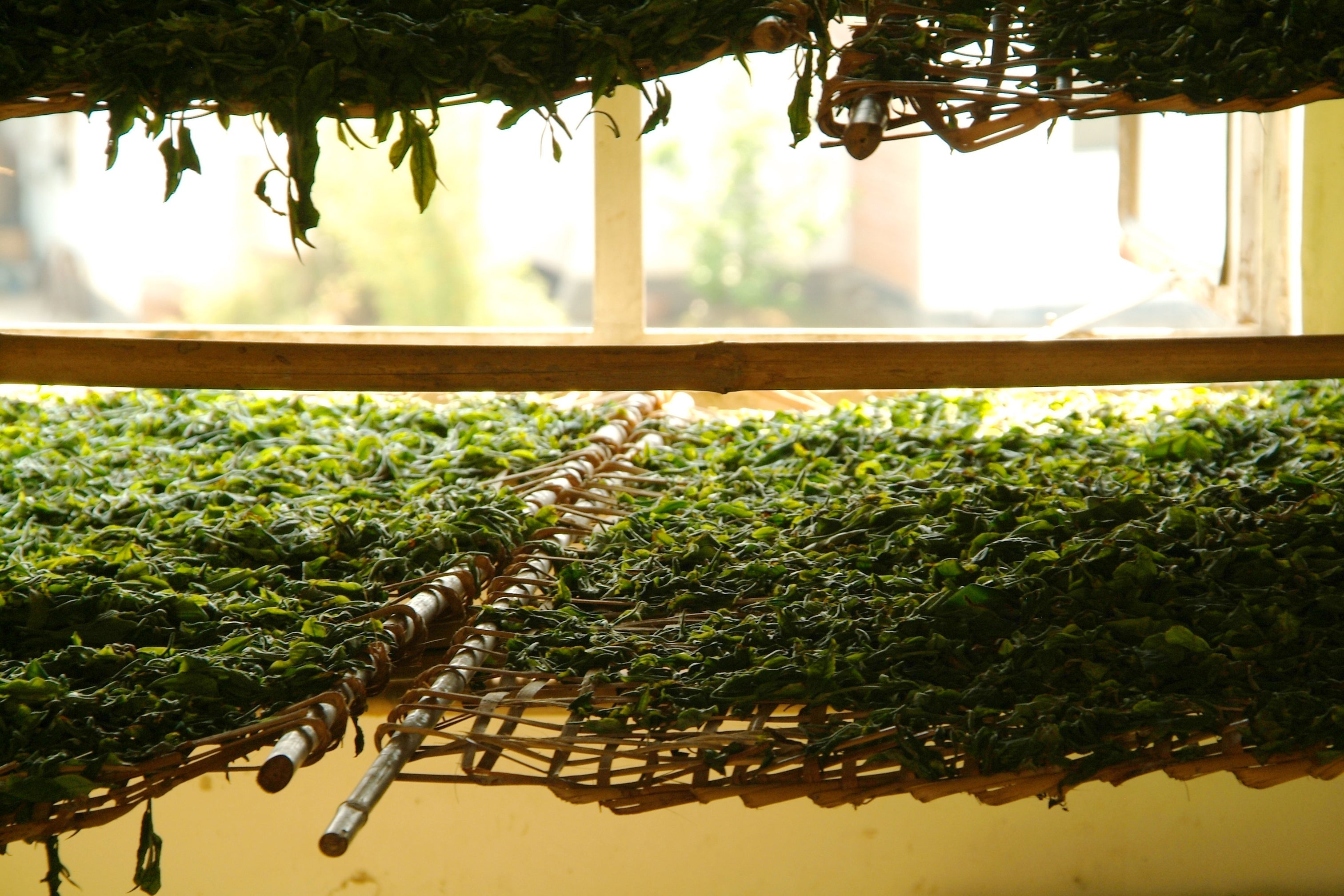 What Is Organic Tea? Benefits, Types and How to Choose the Best – Jing Tea