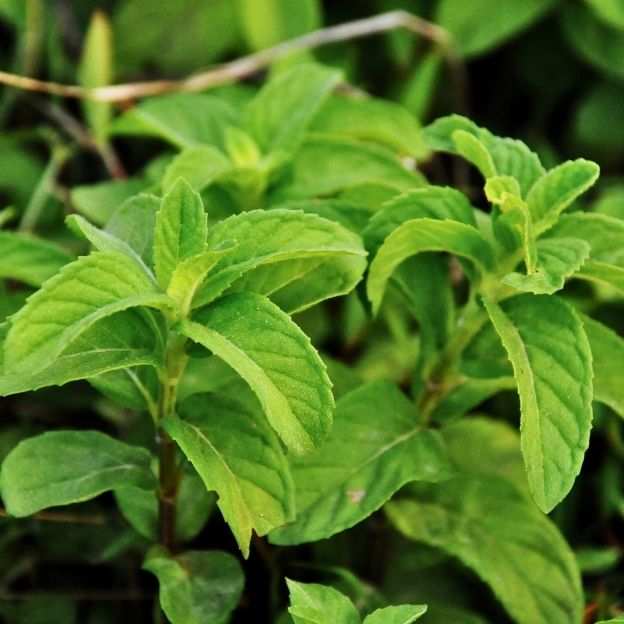 Is Peppermint Tea Good For You? | JING Tea – Jing Tea