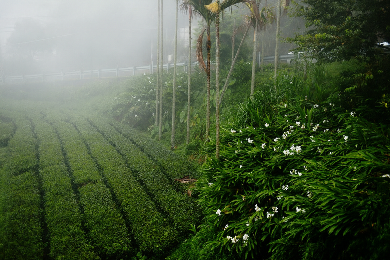 All Tea Types | Luxury Jasmine, Green & Herbal Tea | JING Tea – Page 3 ...