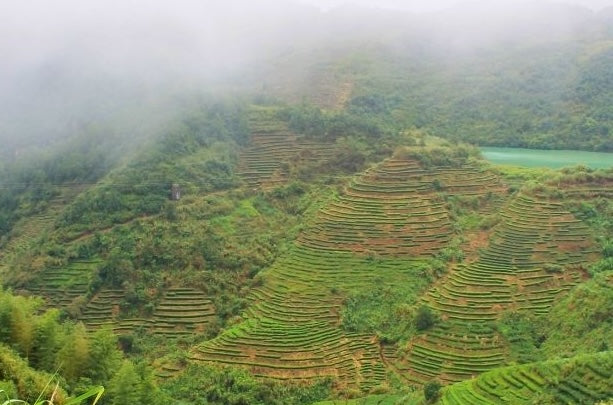 Last Chance Teas – Jing Tea