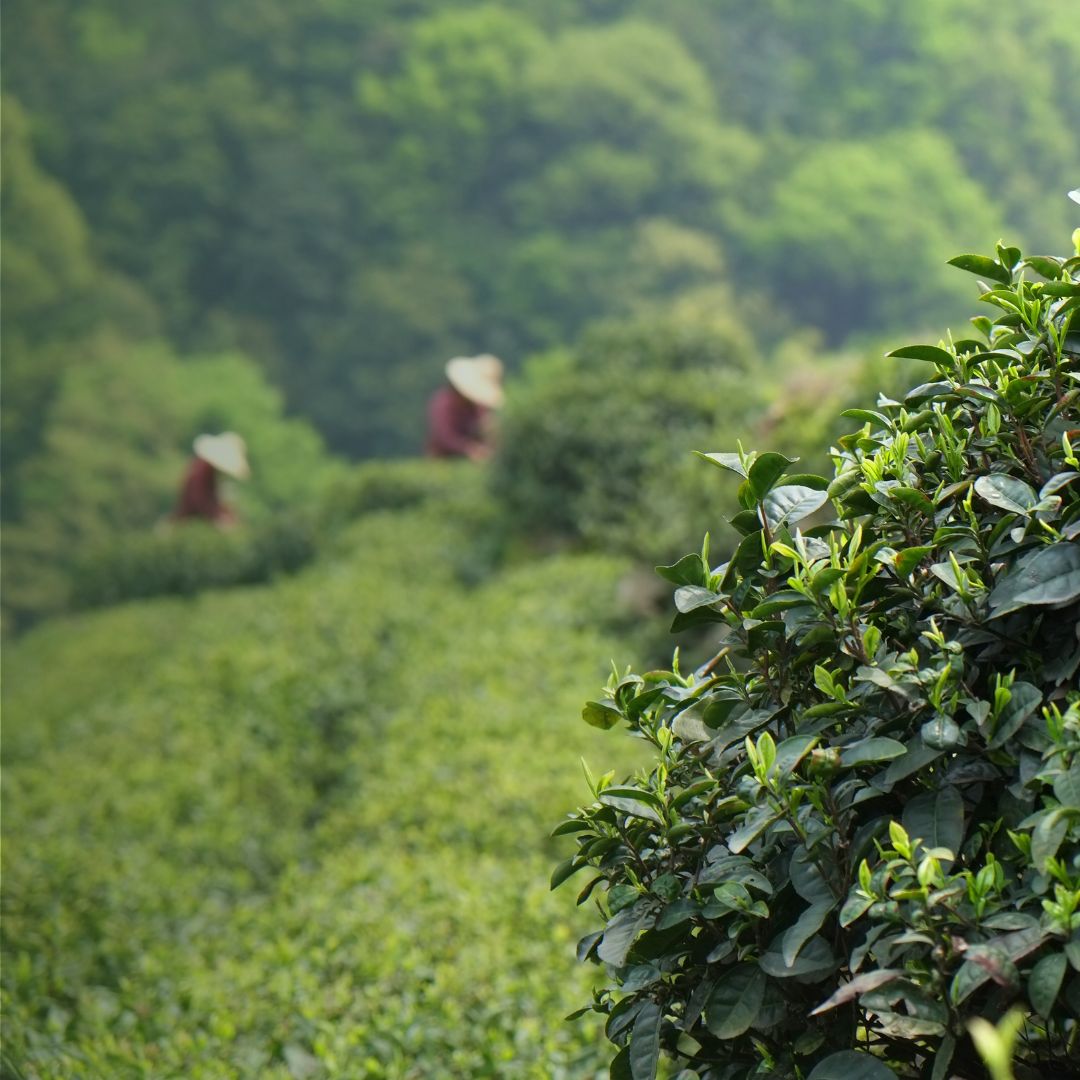 About Us – Jing Tea