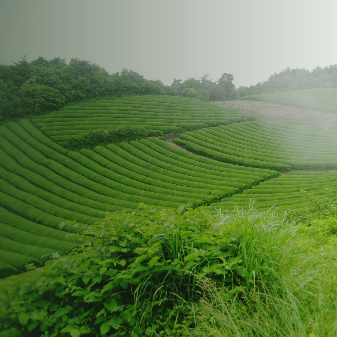 Changing How People Think About Tea – Jing Tea